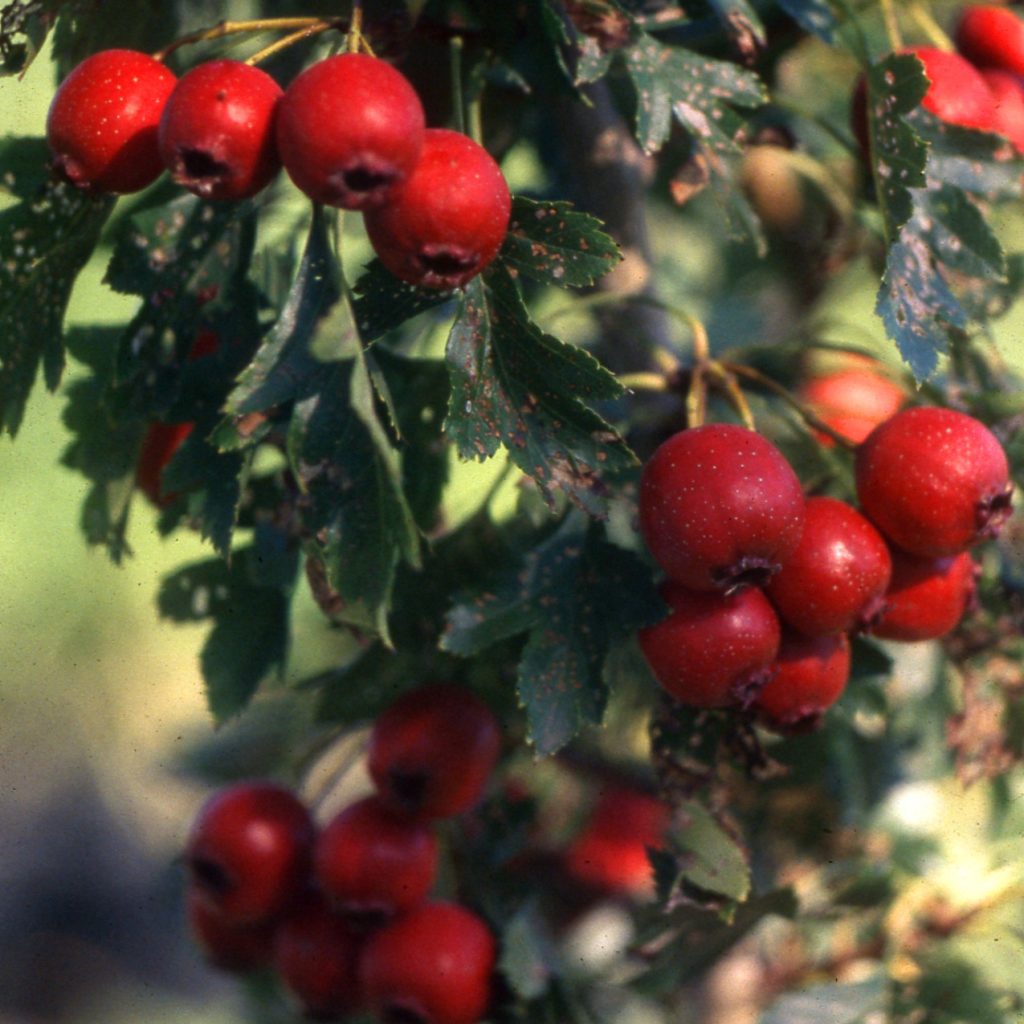 Crataegus - PBM Nursery